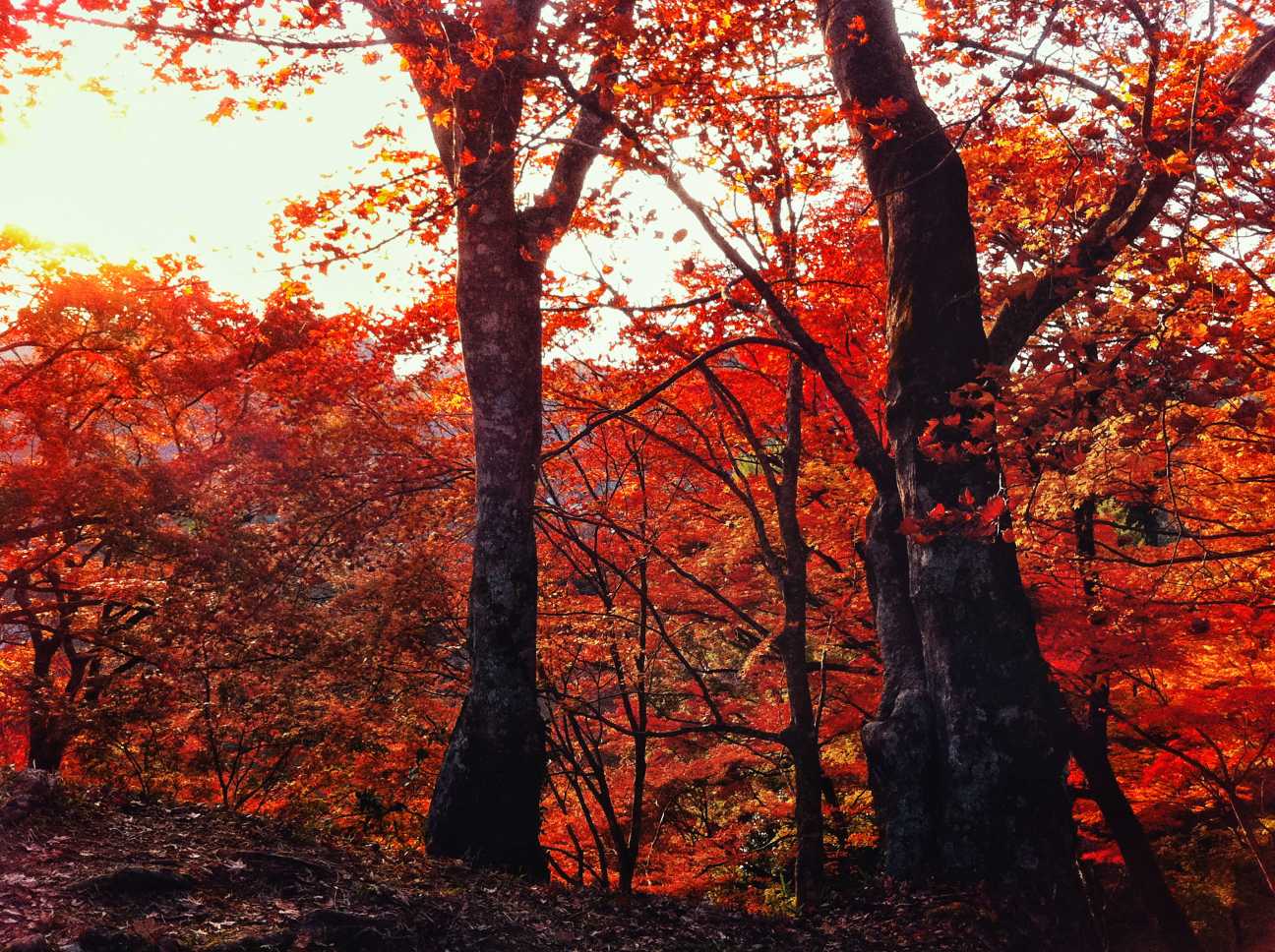 Bungoono – Admiring the Beautiful Autumn in Japan’s Enchanting ...