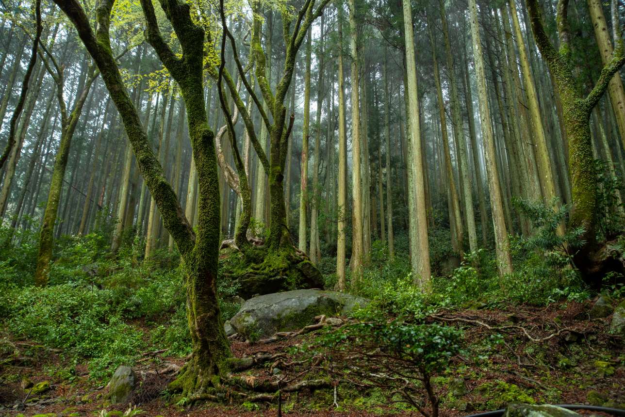 Kunisaki Peninsula - Discover Kyushu's Authentic & Hidden Beauty