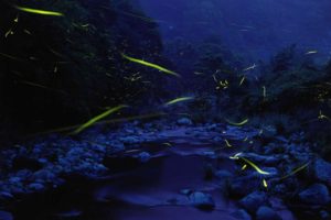 Bungoono - A Complete Guide to Japan's Secret Beautiful Geopark