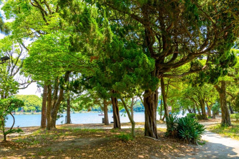 Ohori Park - The Ultimate Guide to Fukuoka's Tranquil Park