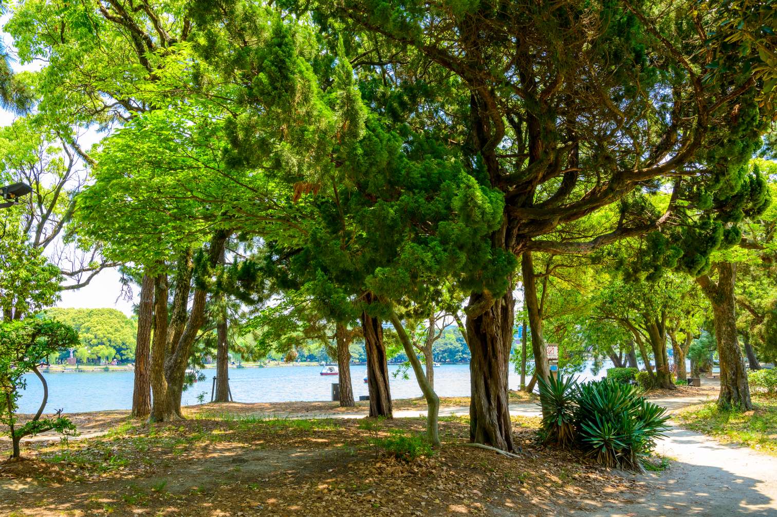 Ohori Park - The Ultimate Guide to Fukuoka's Tranquil Park