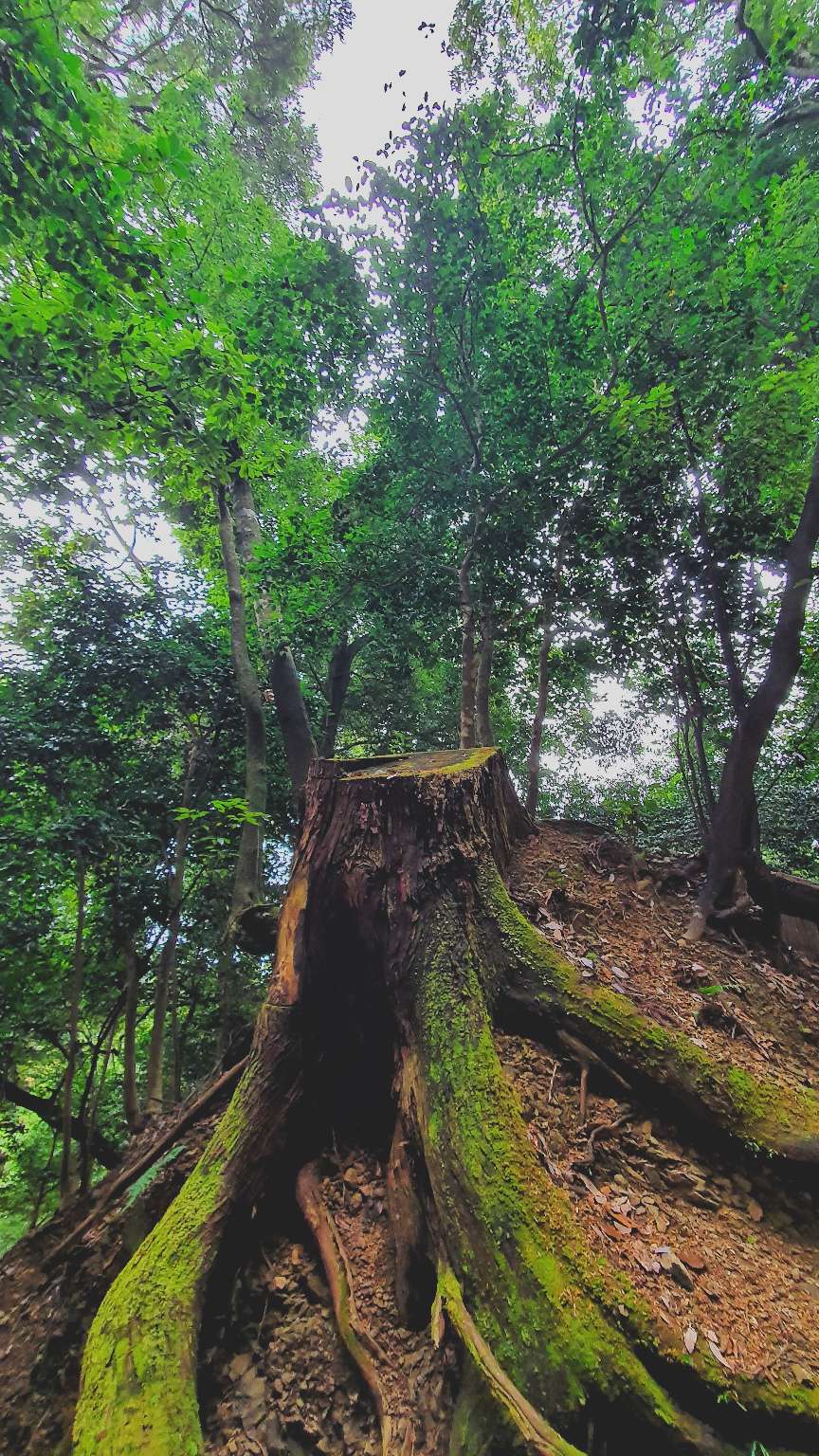 Kurama to Kibune Hike - A Complete Day-Trip Guide from Kyoto