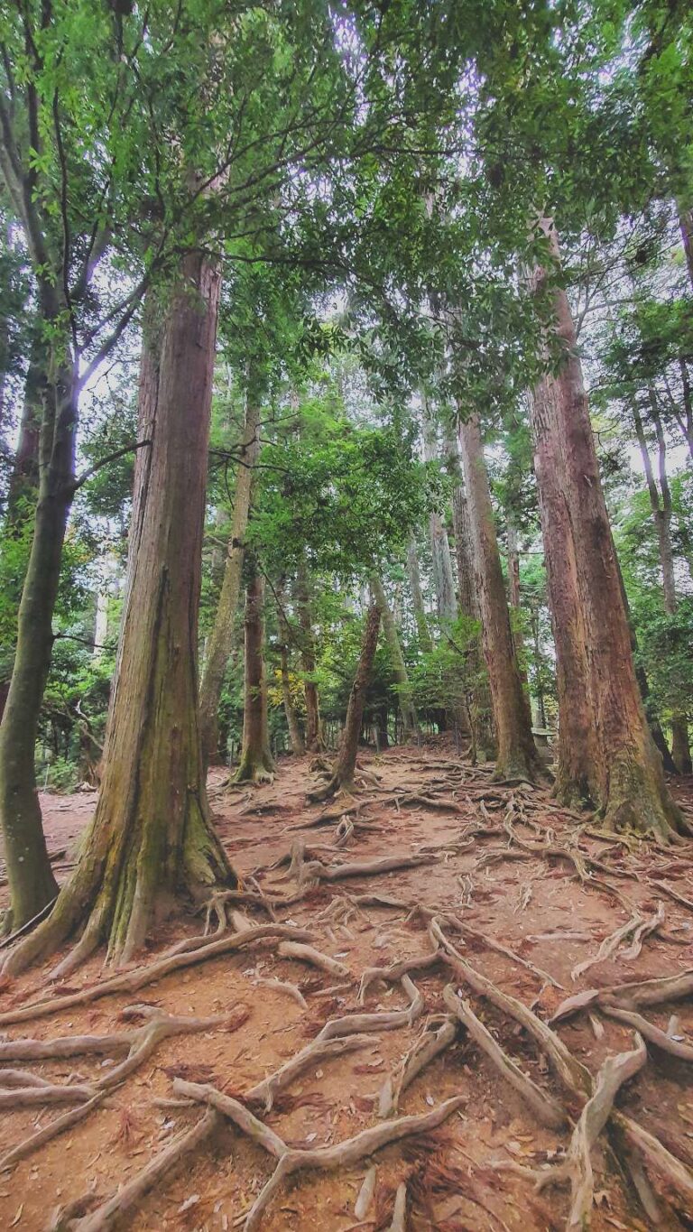 Kurama to Kibune Hike - A Complete Day-Trip Guide from Kyoto