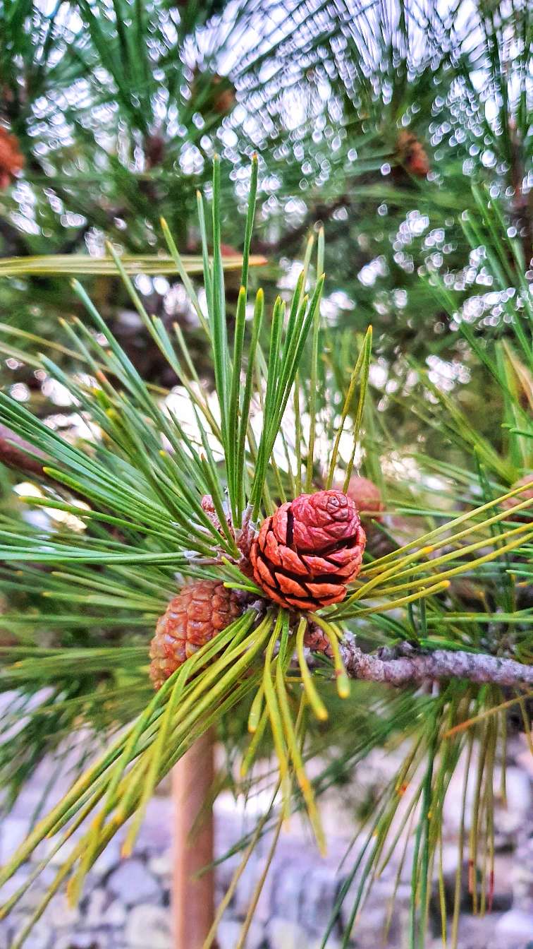 Ukimido - A Complete Guide to Lake Biwa's Iconic Scenery