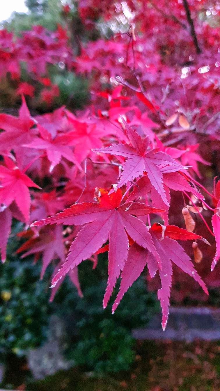 Ukimido - A Complete Guide to Lake Biwa's Iconic Scenery