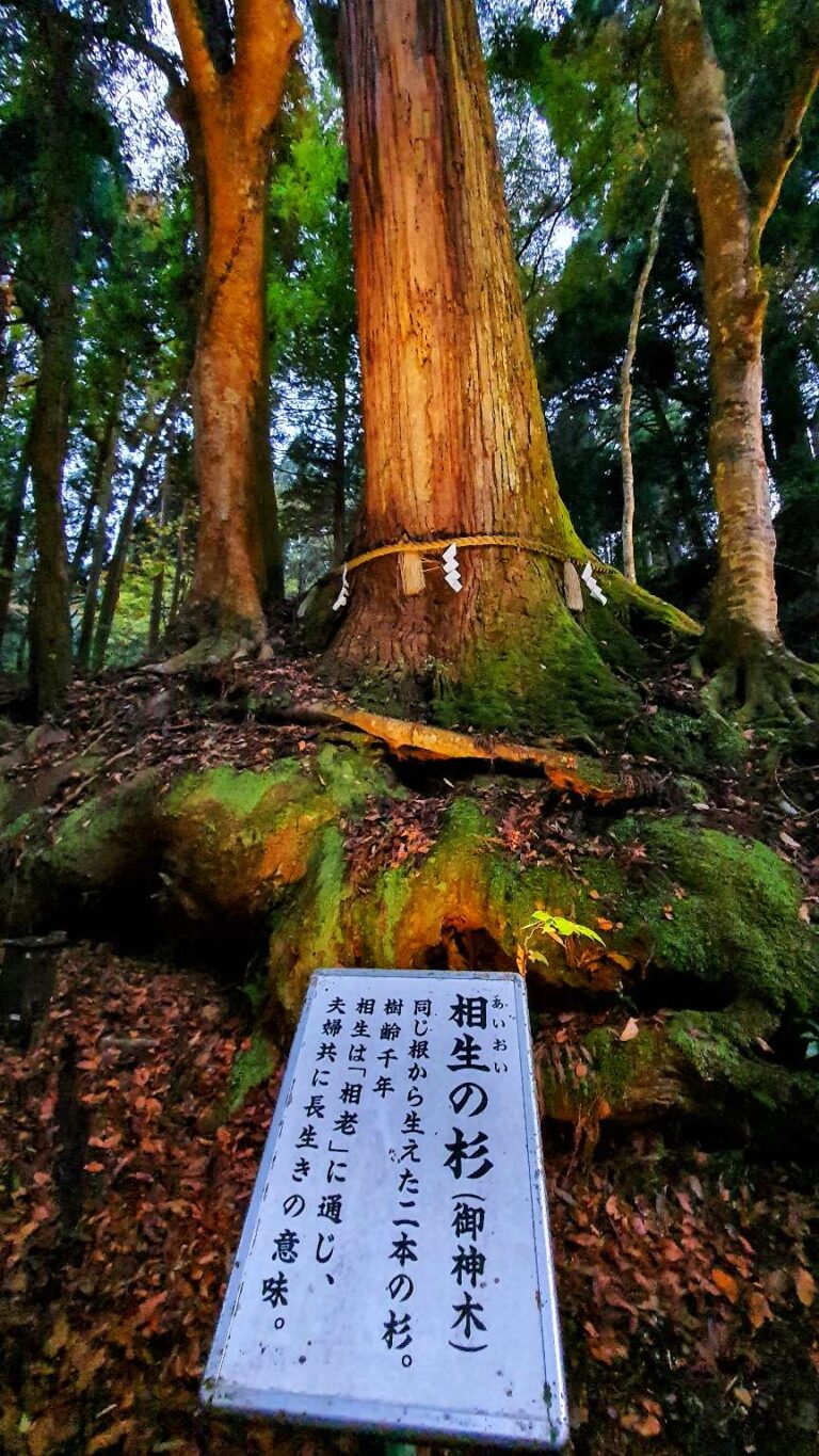 Kifune Shrine - A Complete Guide to Kyoto's Mystical Shrine