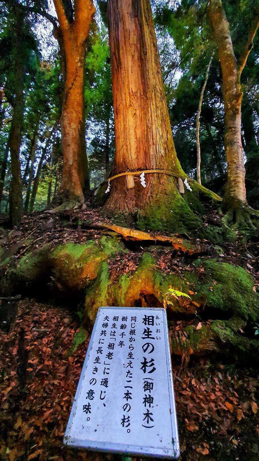 Kifune Shrine - A Complete Guide to Kyoto's Mystical Shrine